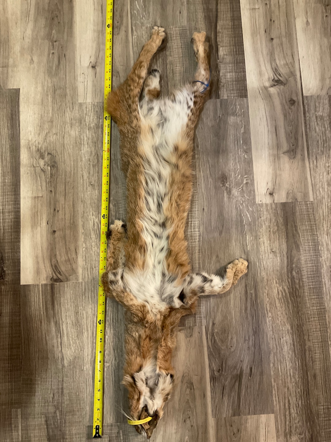 Bobcat With Feet Pelt Fur Taxidermy Powwow - Etsy