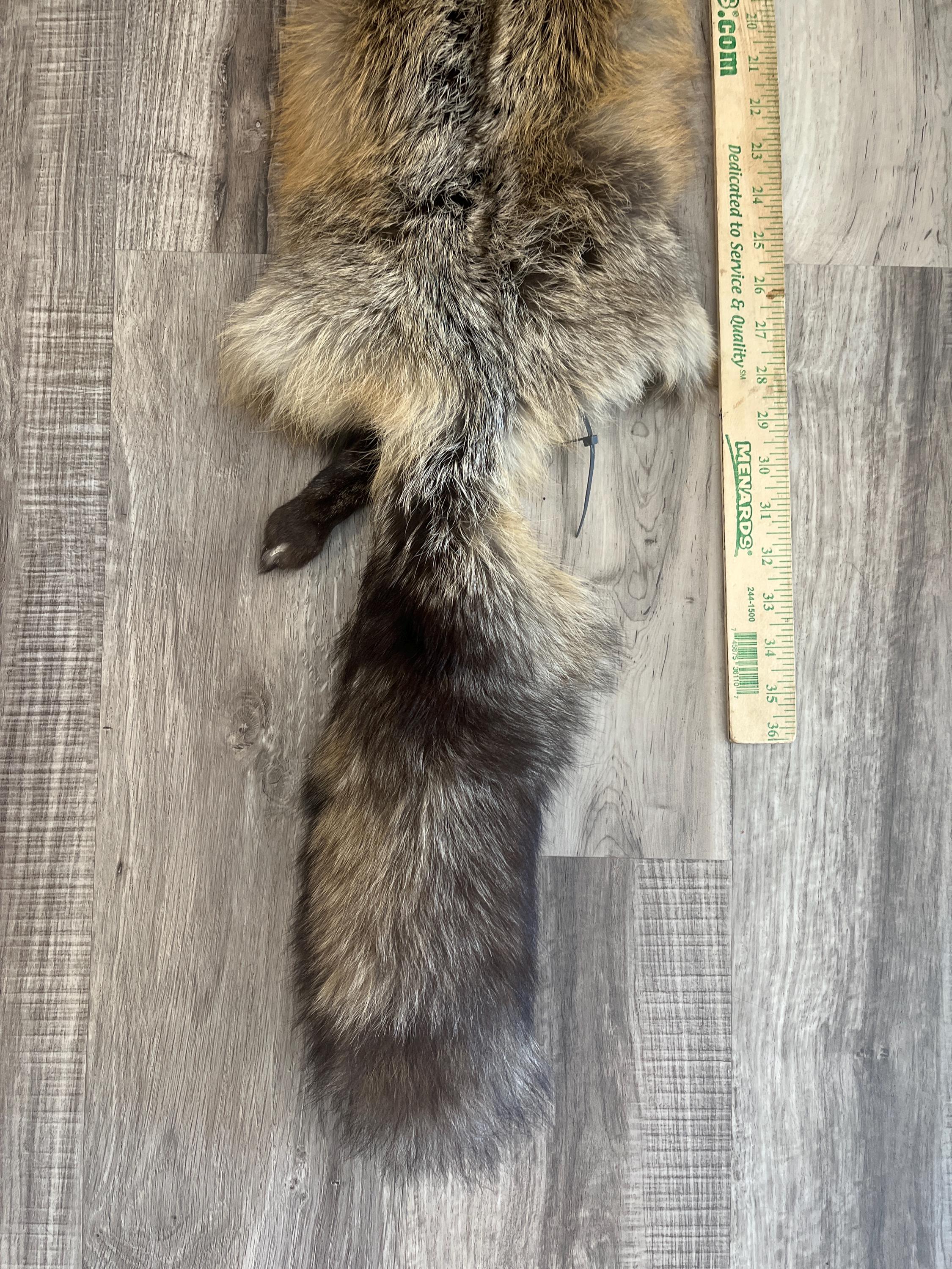 Wild Cross Fox Fur Pelt Taxidermy Art Craft Powwow - Etsy