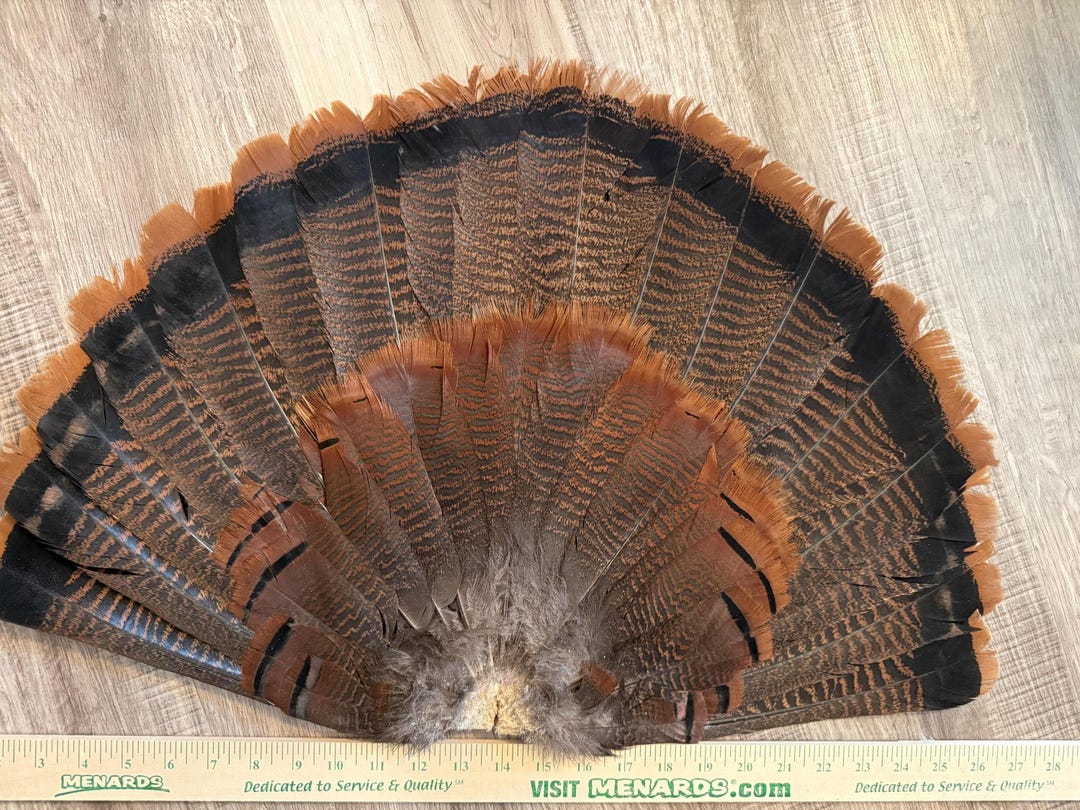 Wild Turkey Feather Fan Taxidermy Art Craft Oddity Powwow - Etsy