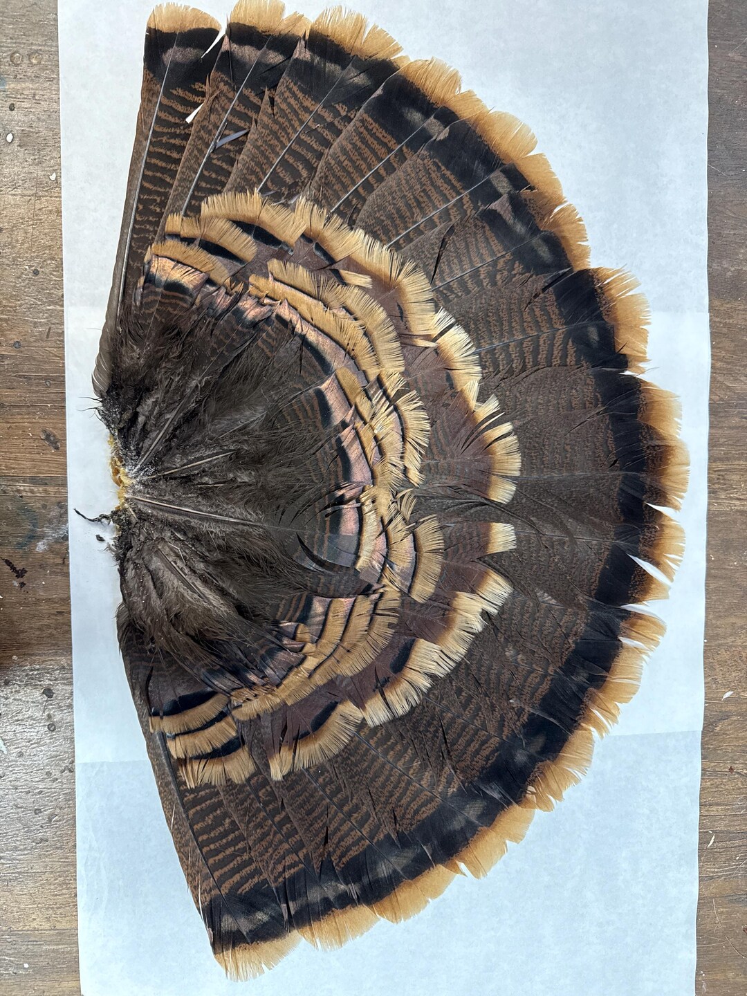 Wild Turkey Feather Fan Taxidermy Art Craft Oddity Powwow - Etsy