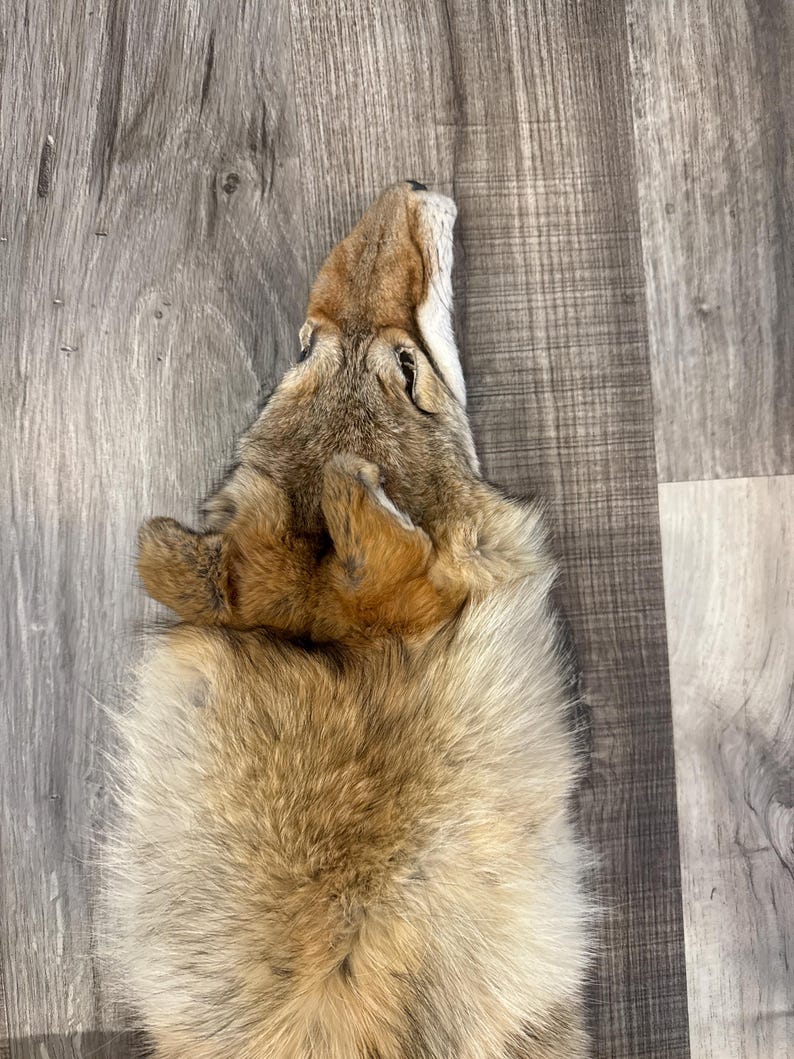 ND Lifesize Coyote Skin Pelt Fur Taxidermy Art Craft Powwow - Etsy