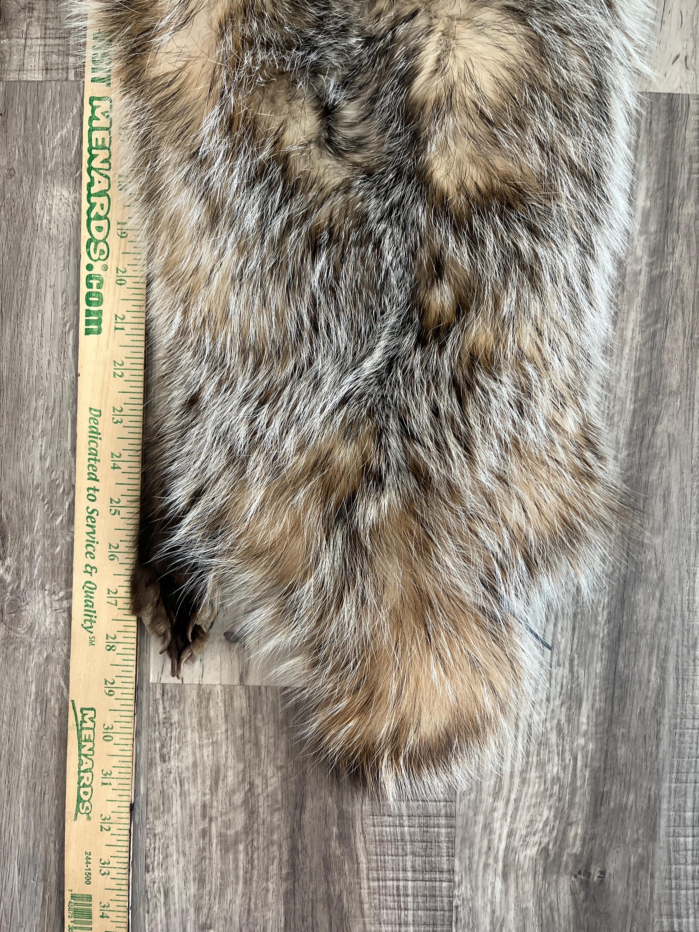 ND Badger With Feet Fur Pelt Taxidermy Craft Art Powwow - Etsy