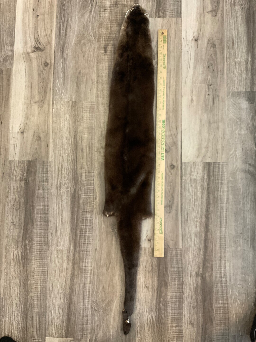 Fresh 53 Otter Tanned Pelt Fur Wallhanger Taxidermy Art Craft - Etsy