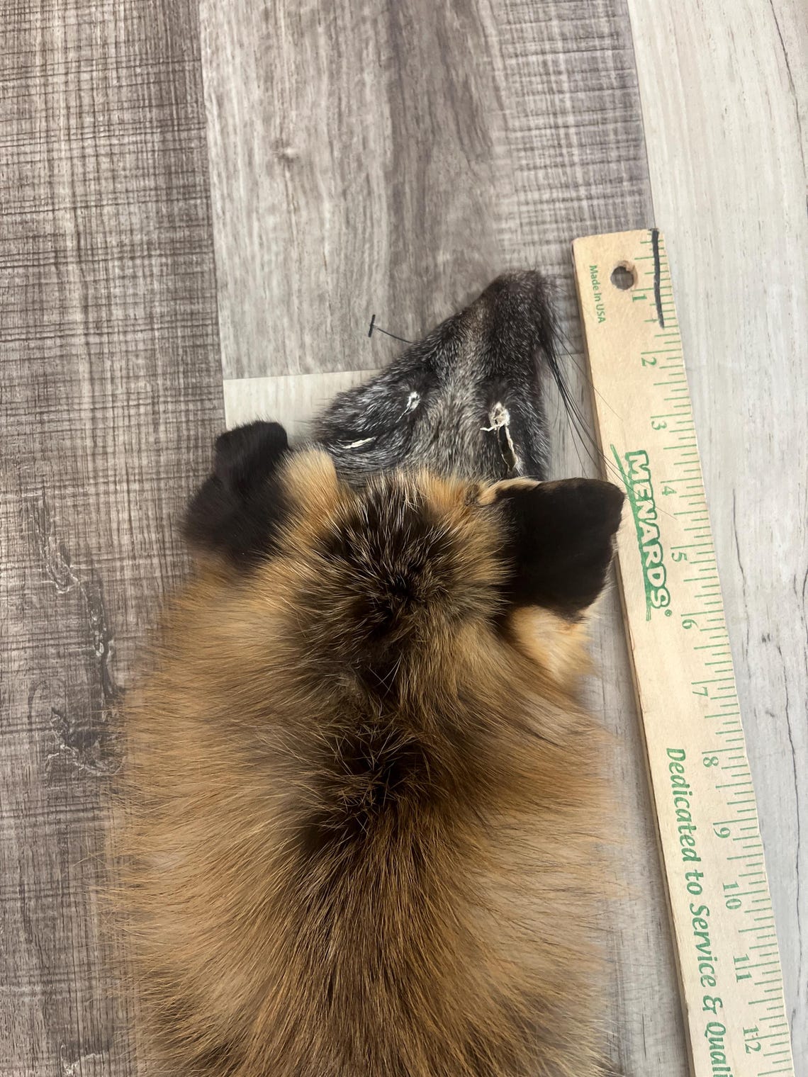 Wild Cross Fox Fur Pelt Taxidermy Art Craft Powwow - Etsy