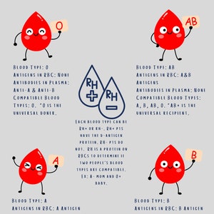 Hematology Study Guide: Digital Download - Etsy