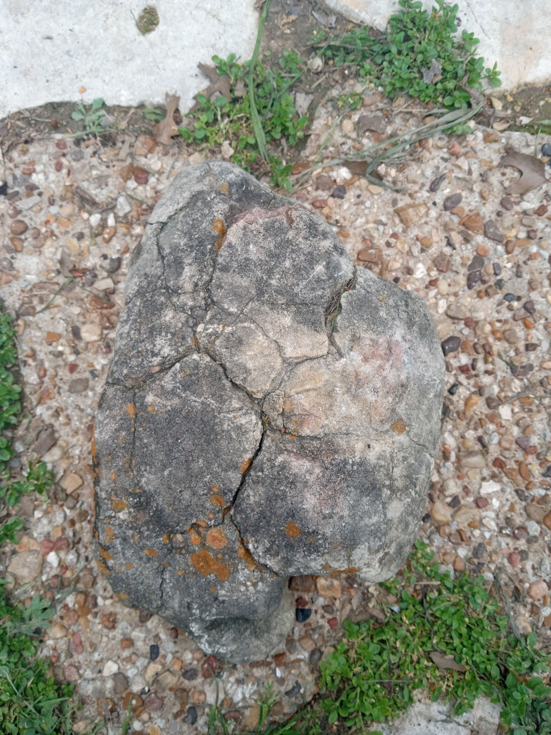 Texas Natural Limestone Cracked Styled Rock Aquarium Terrarium Rocks ...