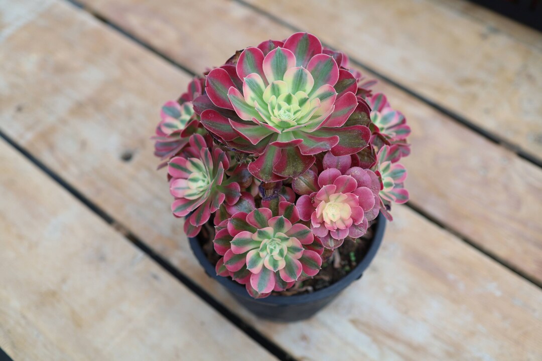 8'' Aeonium Pink Witch , Succulent Plants - Etsy