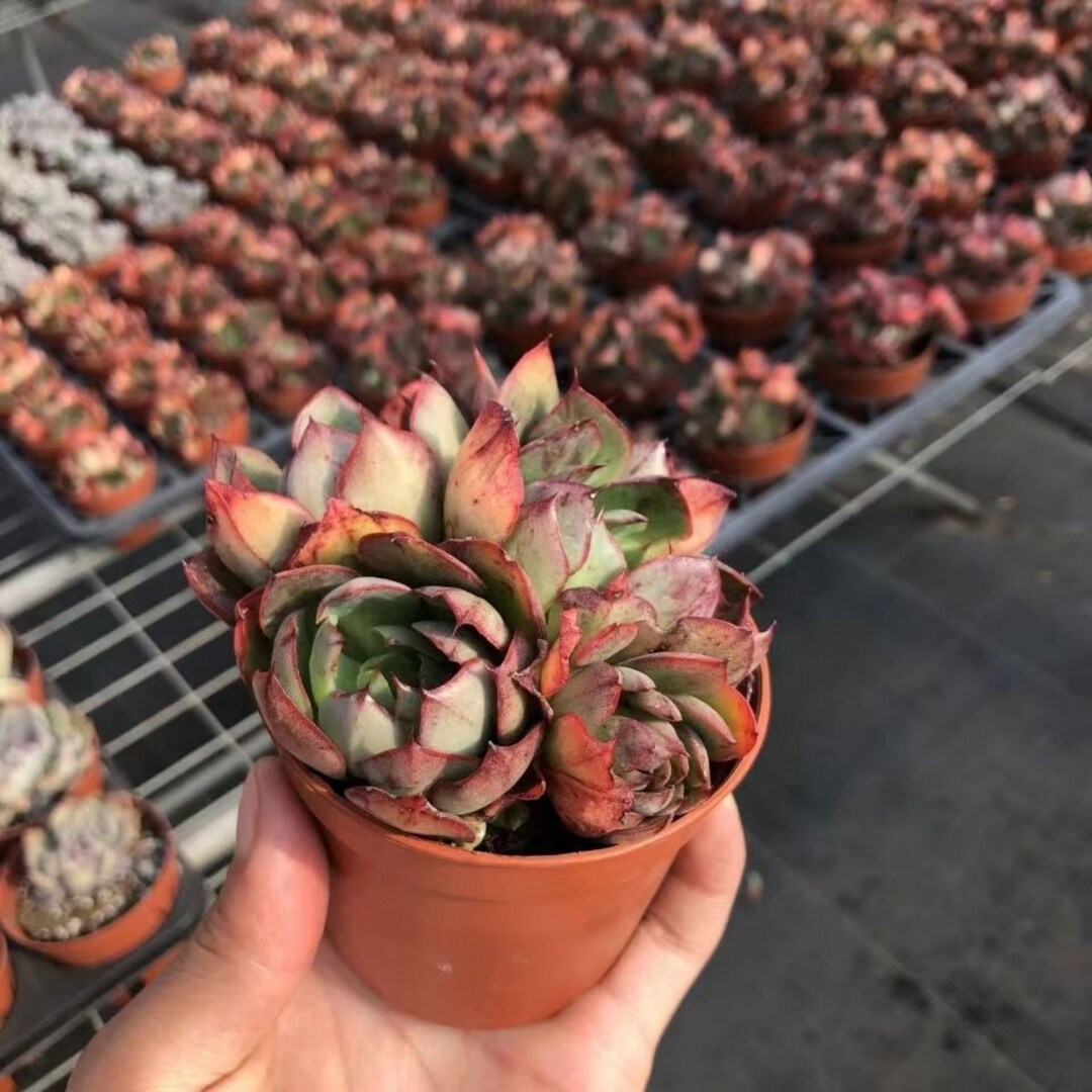 5'' Echeveria 'yangjin' Succulent Plants - Etsy