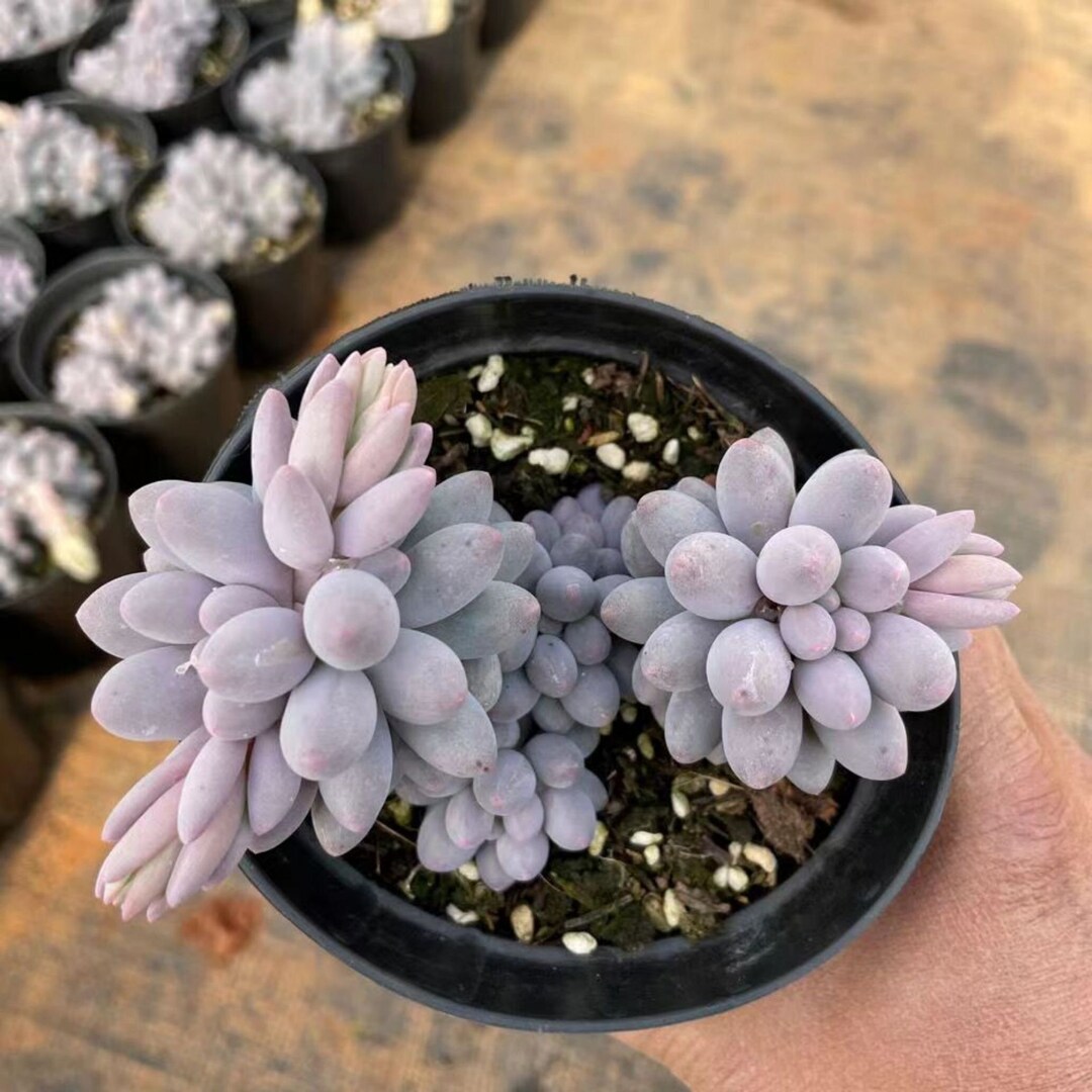 5'' Pachyphytum 'baby Finger' Succulent - Etsy