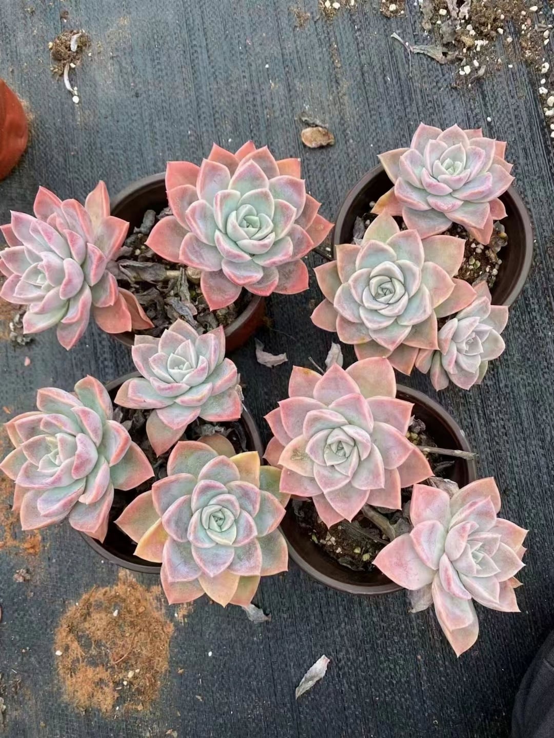 5'' Graptoveria 'harry Watson' Succulent - Etsy