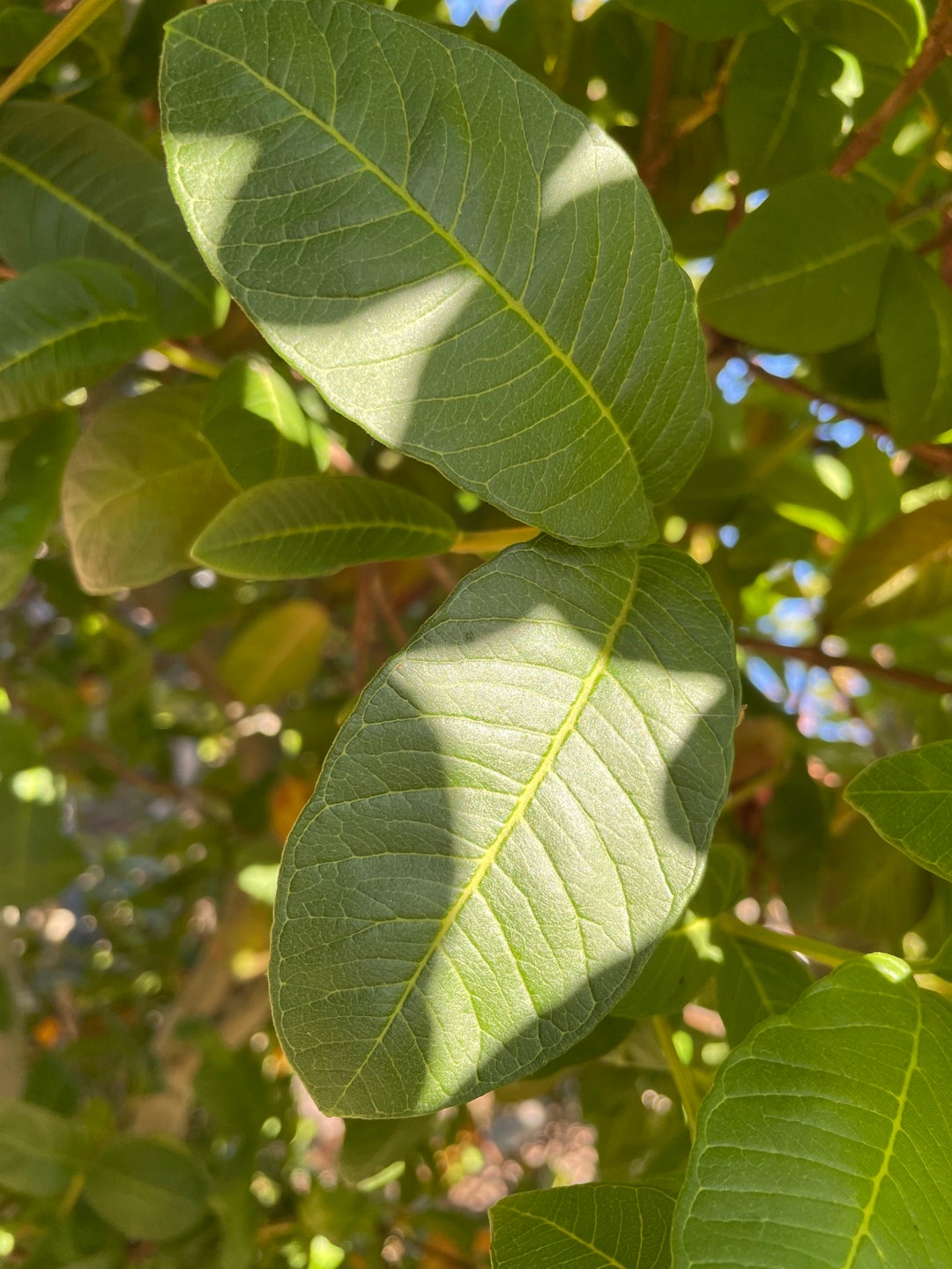 50+ Guava Leaves, Psidium Guajava Leaves, Natural and Fresh - Etsy