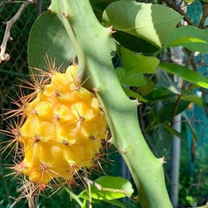 One Well-rooted Yellow Dragon Fruit Cutting / Ecuadorian Palora Variety ...