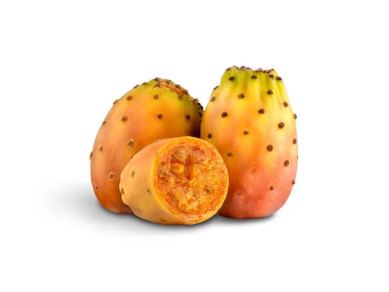 One Well-rooted Orange Cactus Pear Pad / Cactus Fruit / Optunia ...