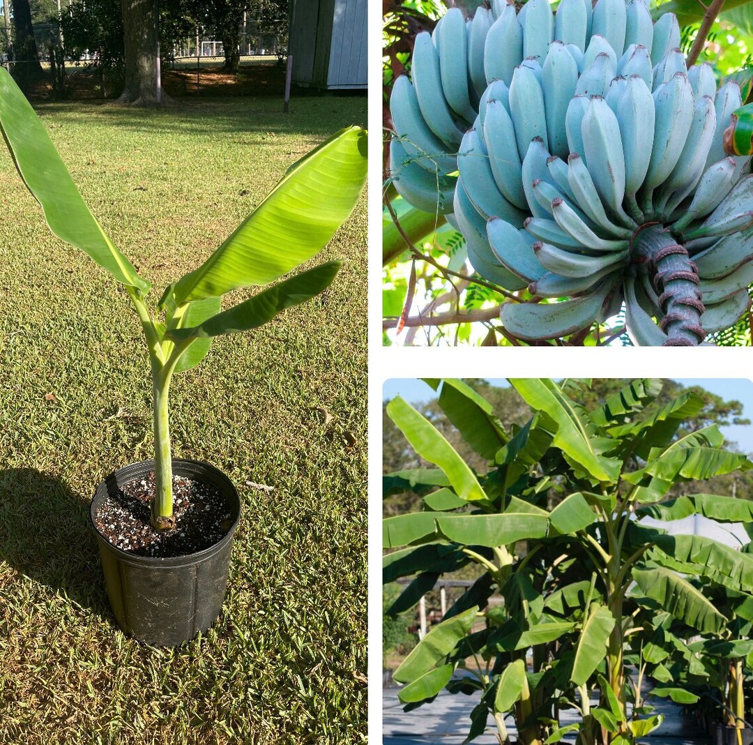 Blue Java Banana Plant / Ice Cream Banana / Musa/ Over 2 Feet - Etsy