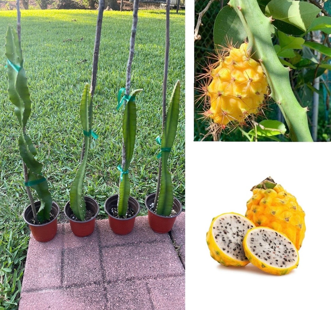 One Well-rooted Yellow Dragon Fruit Cutting / Ecuadorian Palora Variety ...