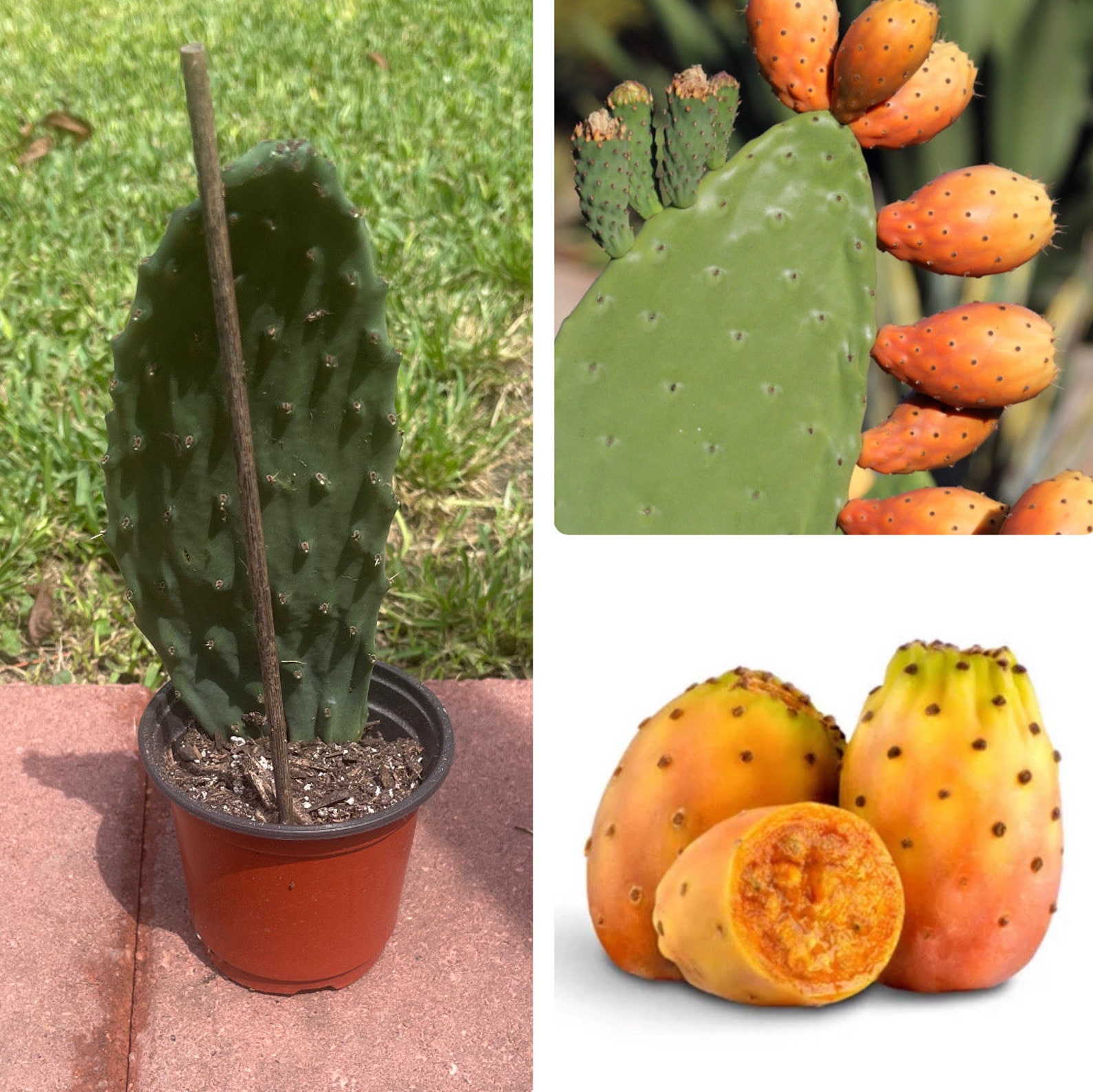 One Well-rooted Orange Cactus Pear Pad / Cactus Fruit / Optunia ...