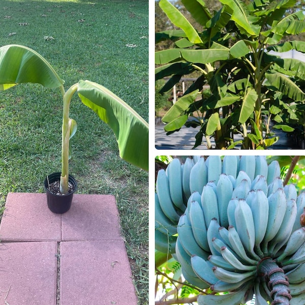 Ice Cream Banana Plant - Etsy