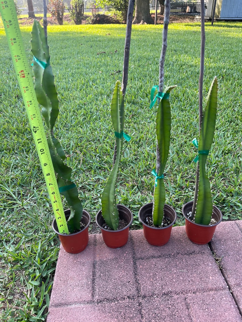 One Well-rooted Yellow Dragon Fruit Cutting / Ecuadorian Palora Variety ...