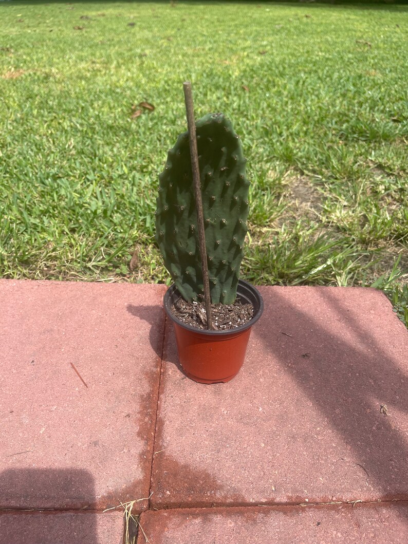 One Well-rooted Orange Cactus Pear Pad / Cactus Fruit / Optunia ...
