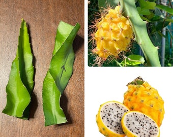 One Well-rooted Yellow Dragon Fruit Cutting / Ecuadorian Palora Variety ...