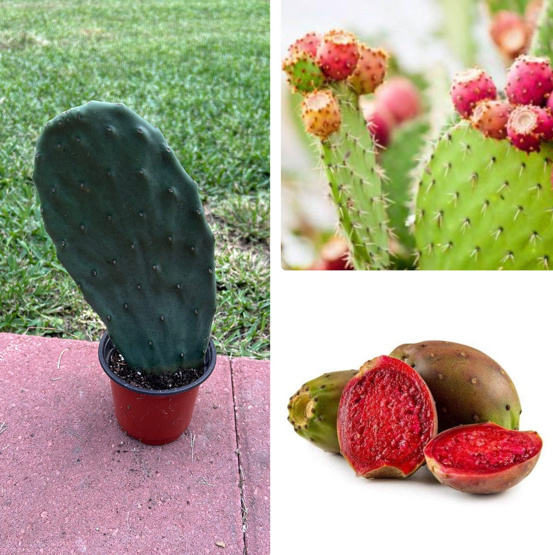 One Well-rooted Red Cactus Pear Pad / Cactus Fruit / Optunia / Nopales ...
