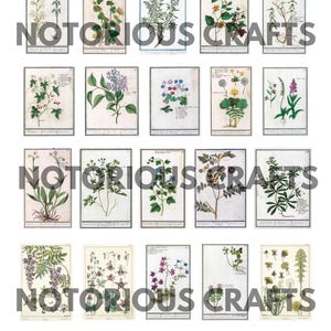 130+ Vintage Botany Plant Flower Poster Dollhouse Printables - 7 Pages ...