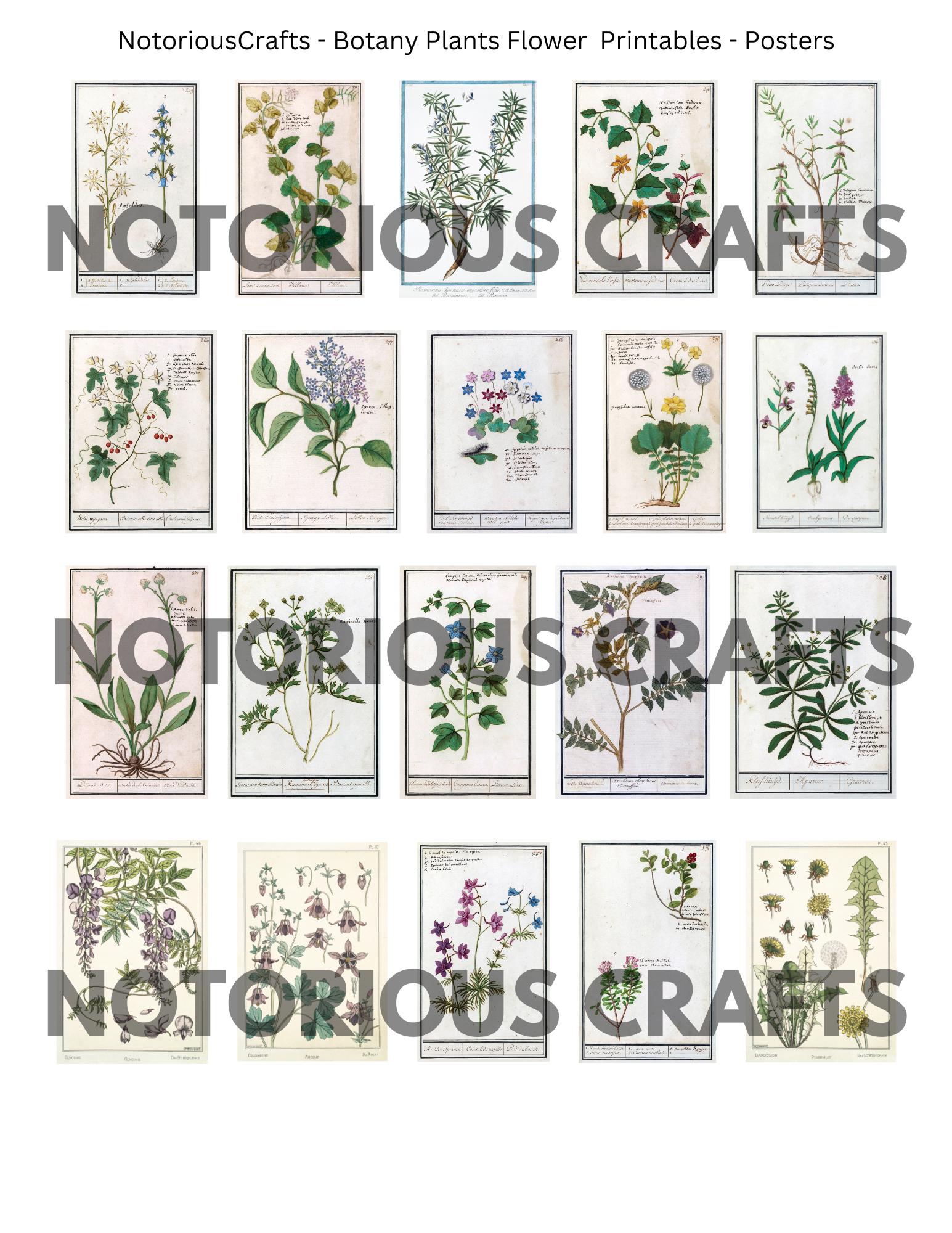 130+ Vintage Botany Plant Flower Poster Dollhouse Printables - 7 Pages ...