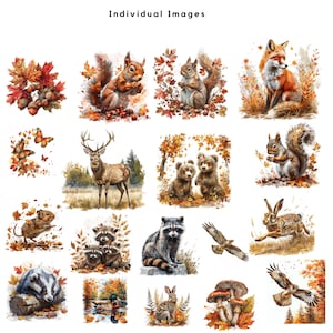 Digital Clipart "autumn Forest Friends", 50 Fall Woodland Animal Png's ...
