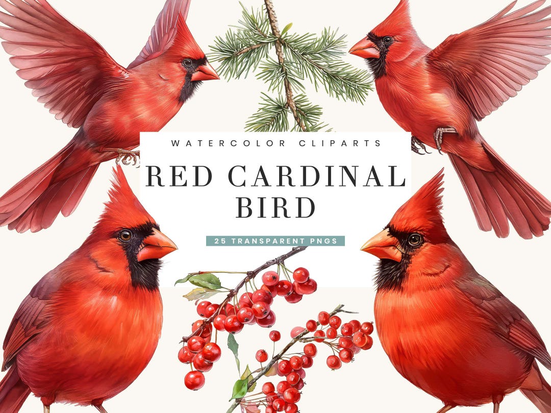 Watercolor Red Cardinal Clipart Bundle: 25 PNG Designs (digital ...