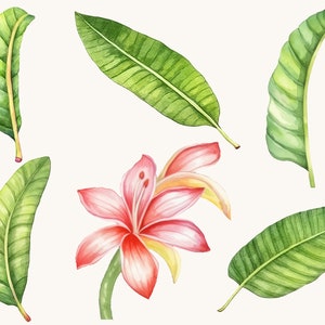 23 Watercolor Tropical Plumeria Flower Clipart Bundle Digital Download ...