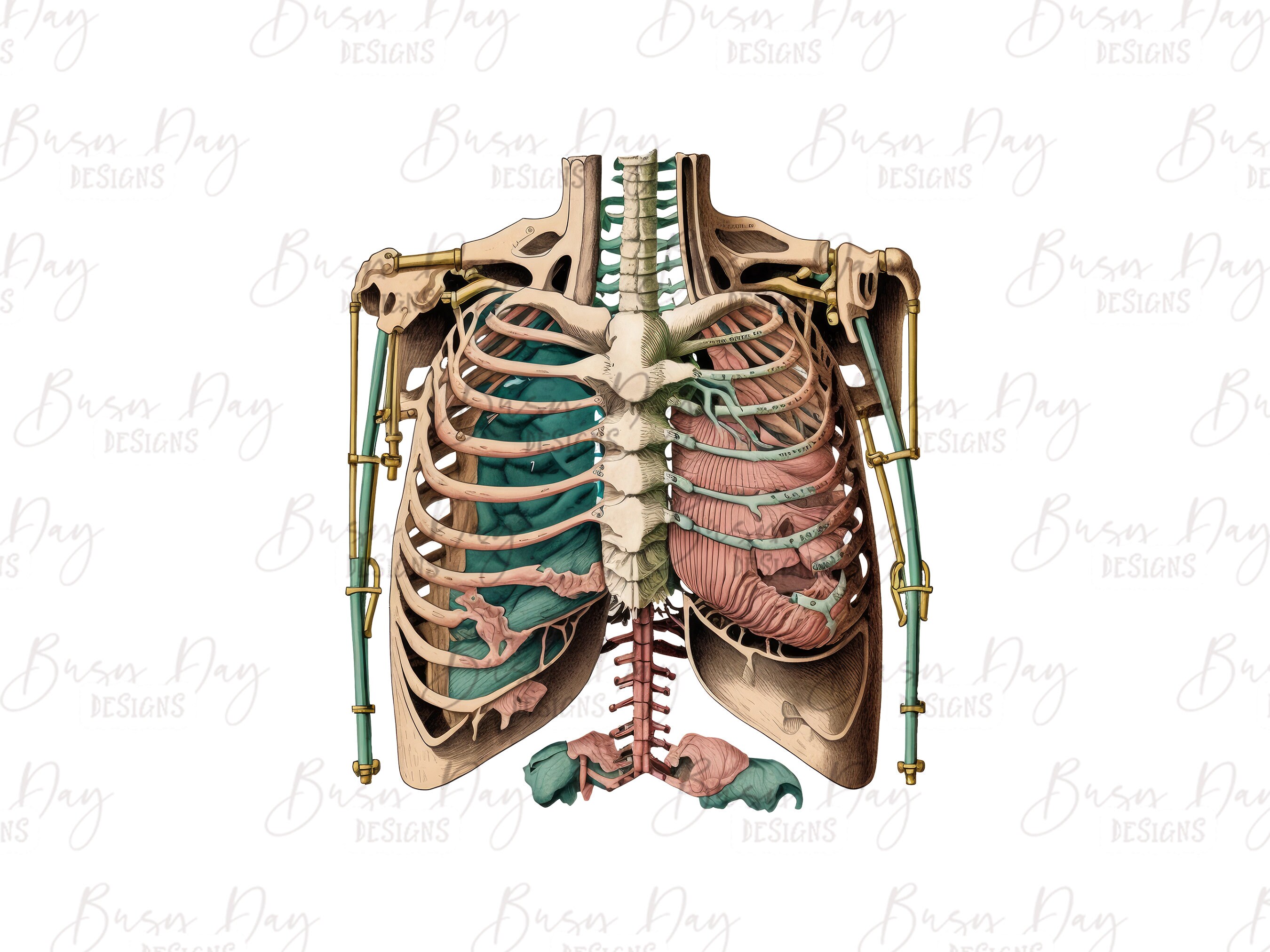 Watercolor Human Anatomy Clipart: Ephemera Bundle (digital Download) - Etsy