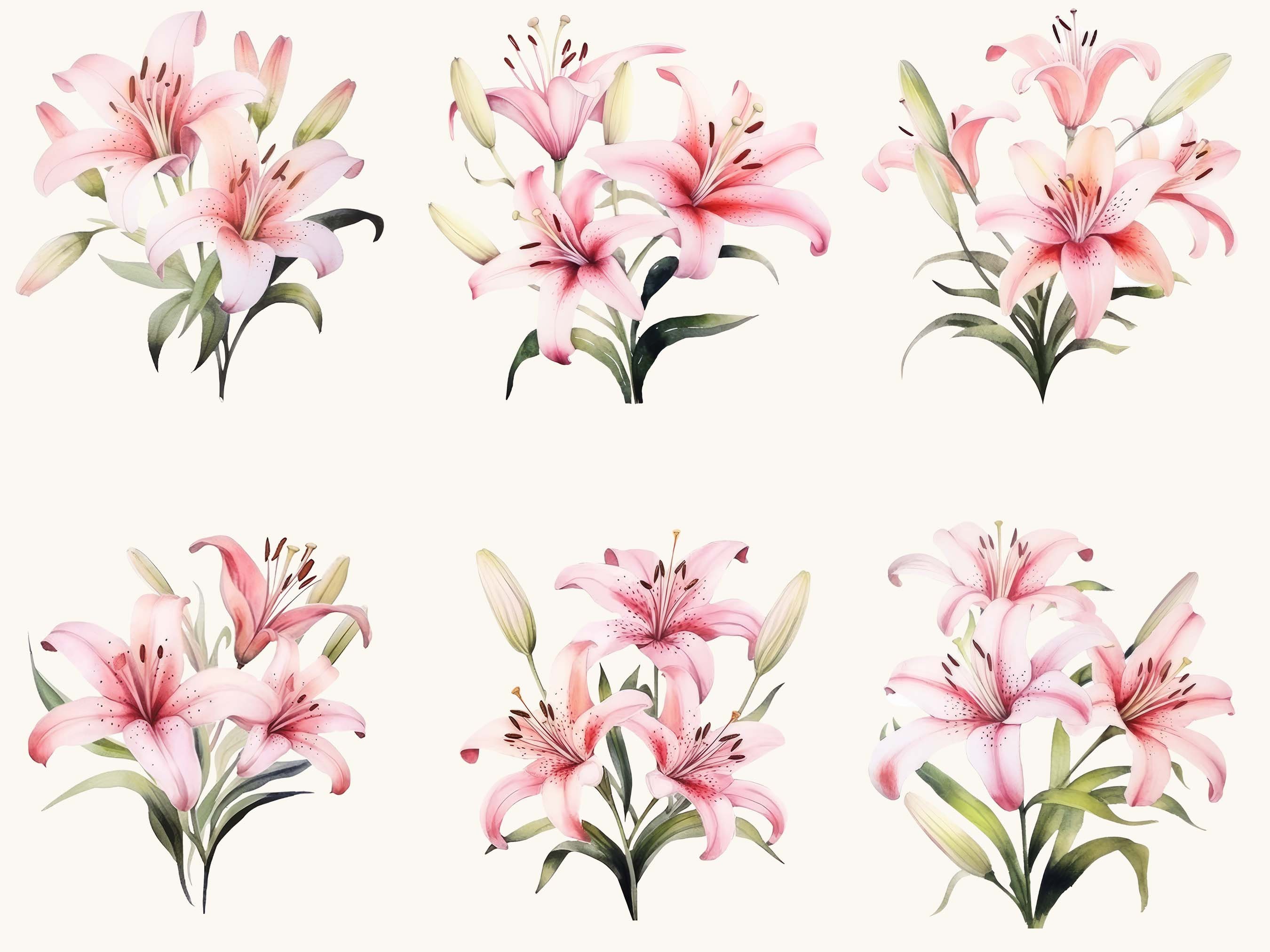 Watercolor Pink Lily Clipart Bundle: Sublimation Designs (digital ...