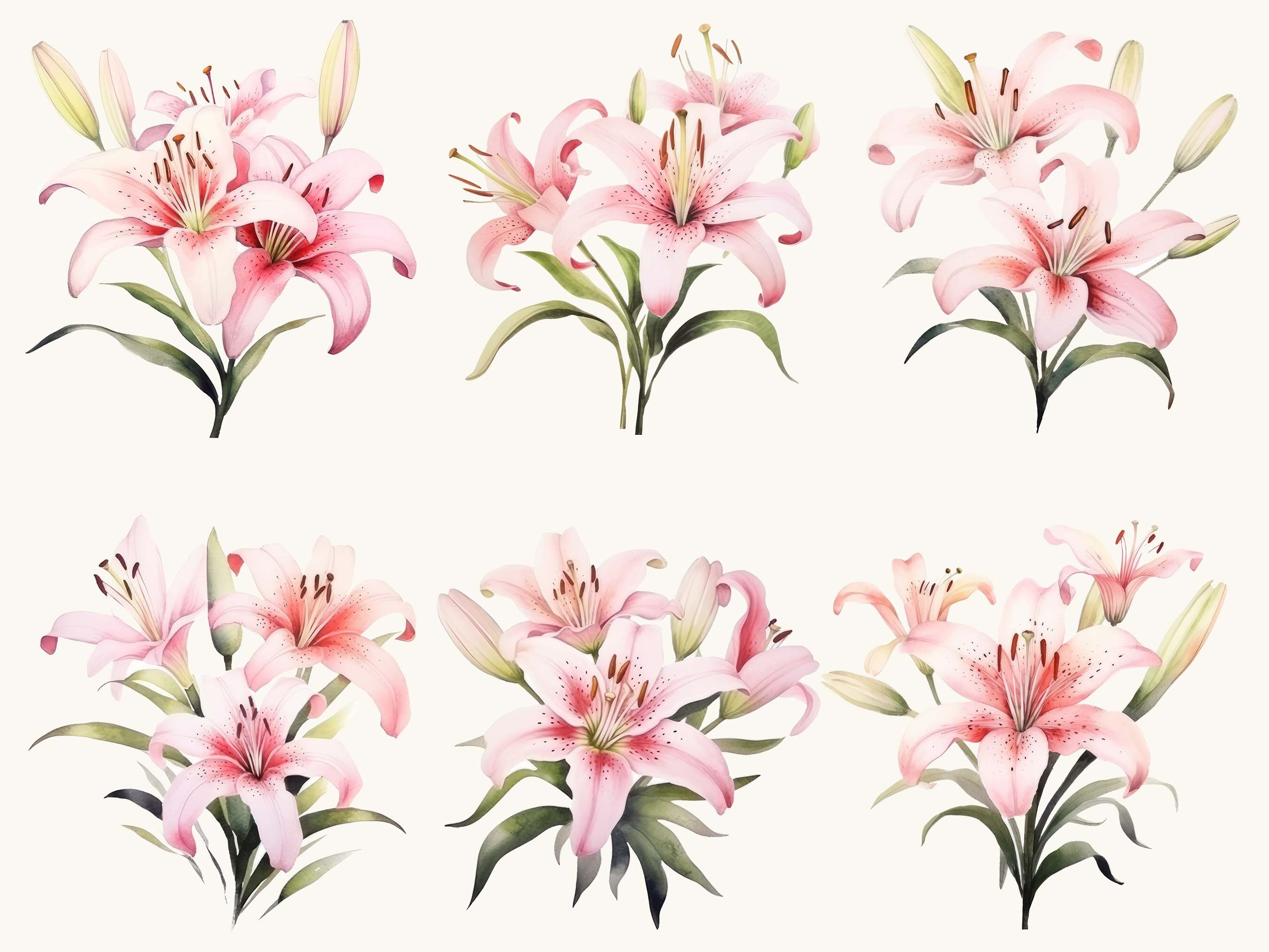 Watercolor Pink Lily Clipart Bundle: Sublimation Designs (digital ...