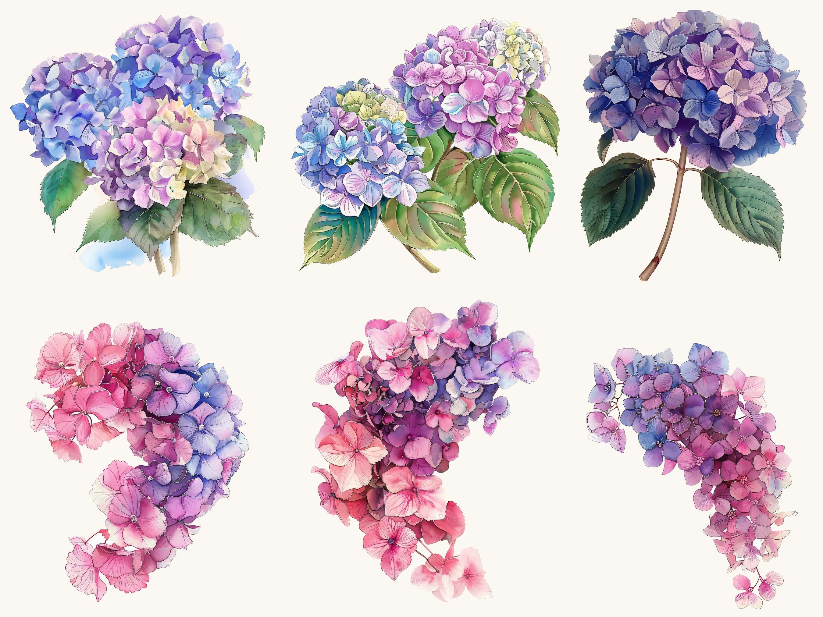 Watercolor Hydrangea Clipart Bundle: Floral PNG Designs (digital ...