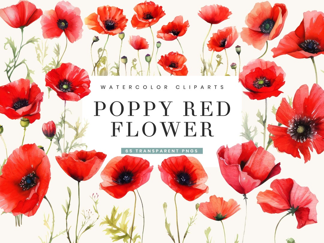 65 Watercolor Poppy Red Flowers Clipart Bundle, Digital Download ...