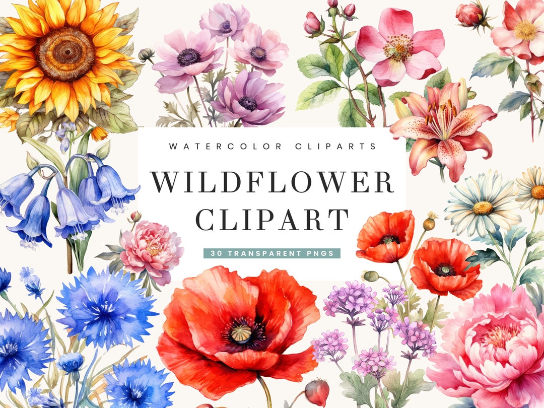 Watercolor Wildflower Clipart Bundle: 30 PNG Designs (digital Download ...