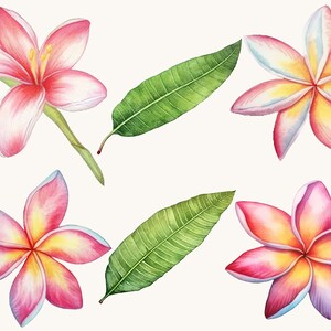 23 Watercolor Tropical Plumeria Flower Clipart Bundle Digital Download ...