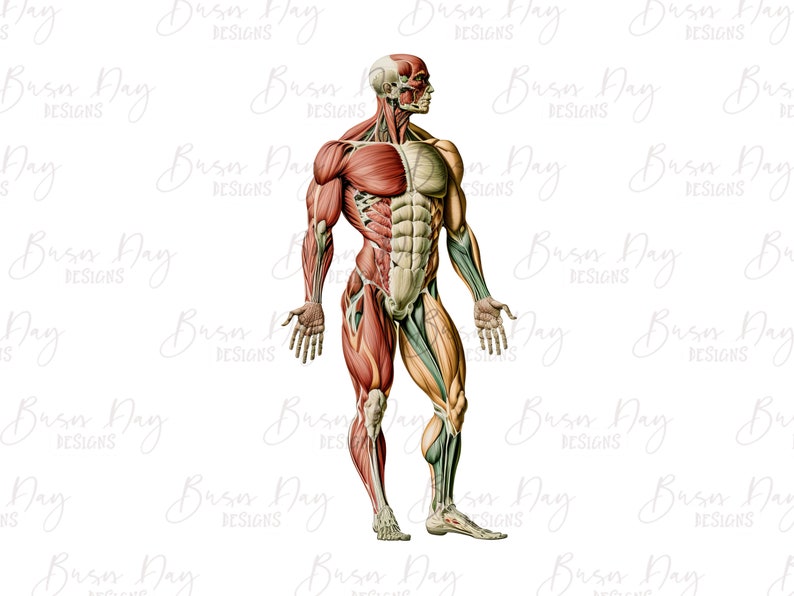 Watercolor Human Anatomy Clipart: Ephemera Bundle (digital Download) - Etsy