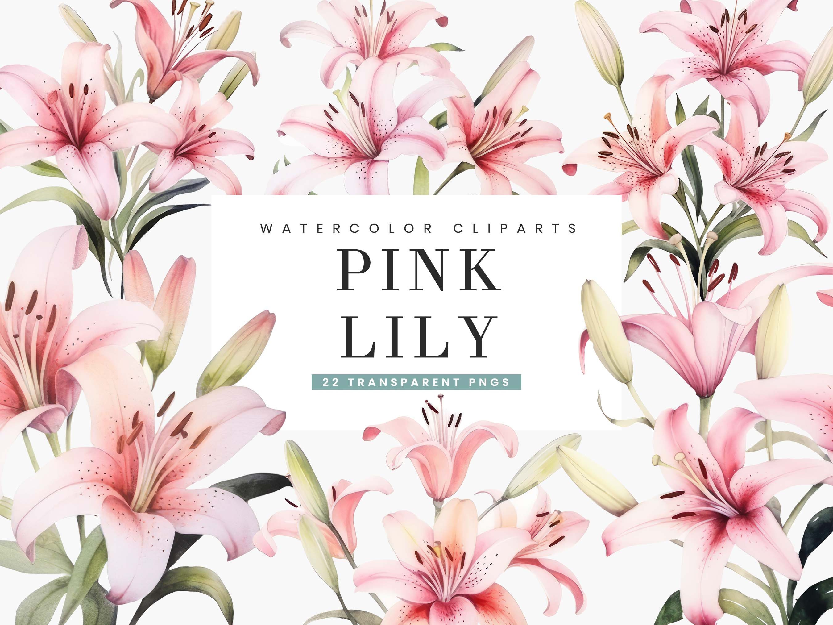 Watercolor Pink Lily Clipart Bundle: Sublimation Designs (digital ...