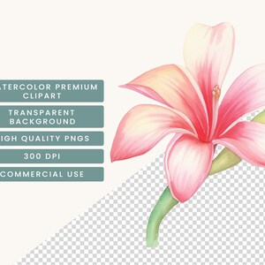 23 Watercolor Tropical Plumeria Flower Clipart Bundle Digital Download ...