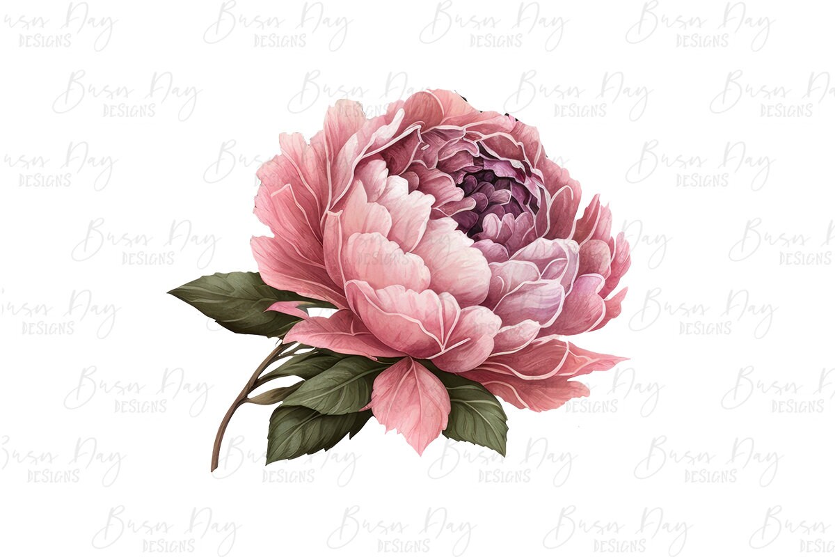 14 Pink Peonies Clipart PNG Full Commercial Use Watercolor - Etsy