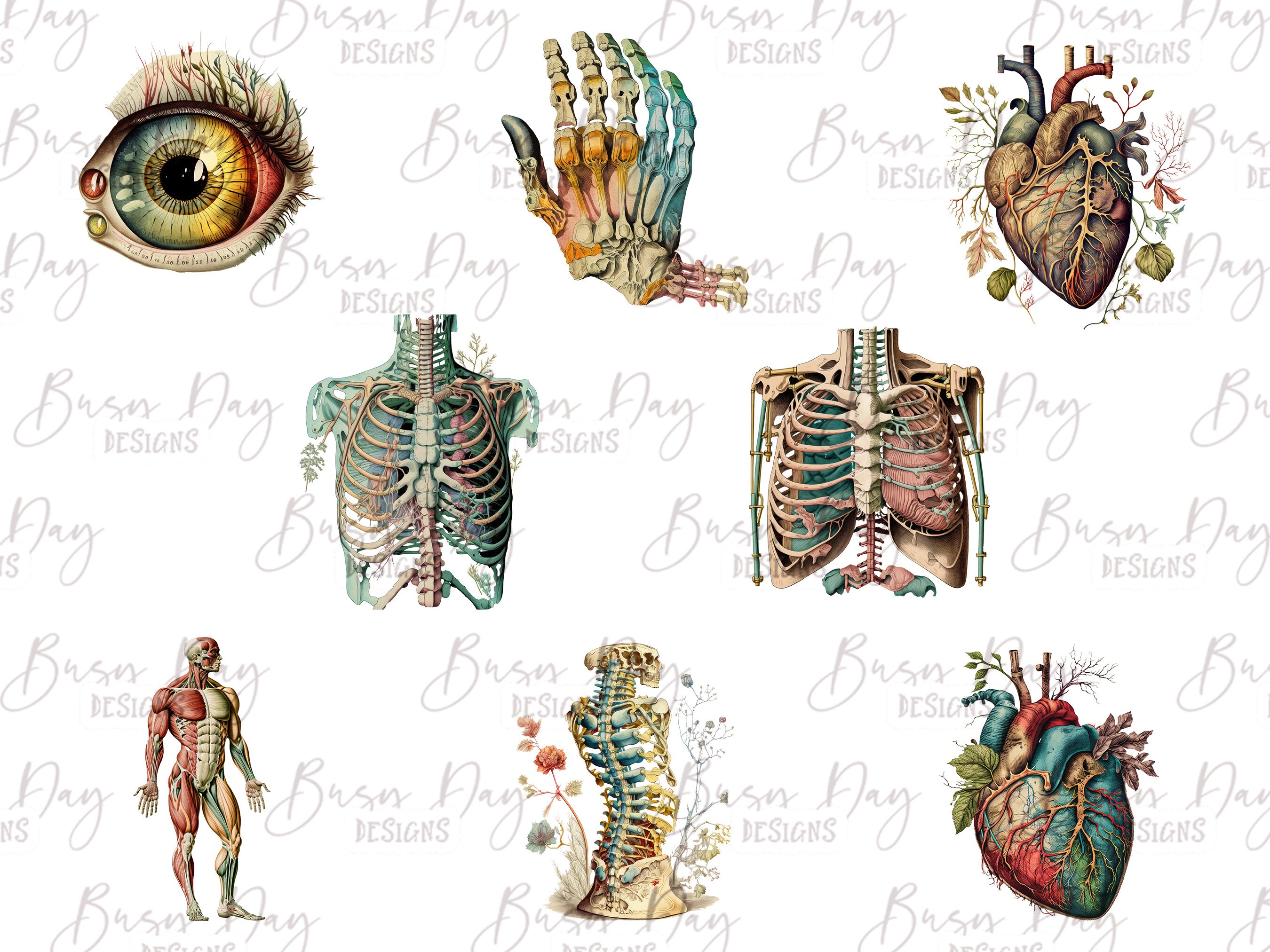 Watercolor Human Anatomy Clipart: Ephemera Bundle (digital Download) - Etsy