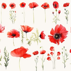 65 Watercolor Poppy Red Flowers Clipart Bundle, Digital Download ...