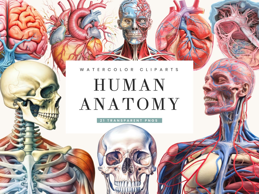 Human Anatomy Ephemera Clipart Bundle: 21 PNG Designs (digital Download ...