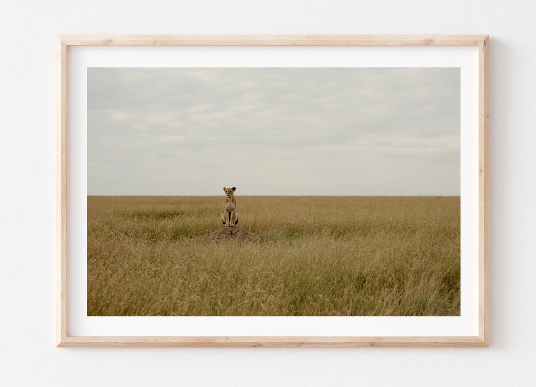 Physical Print. Lioness Landscape. Black and White Wall Print. Lion Art ...