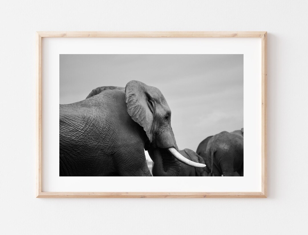 Elephant Portrait. Physical Print. Elephant Wall Print. Room Wall Decor ...