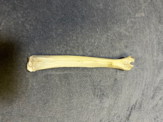 Deer Tibia Bone