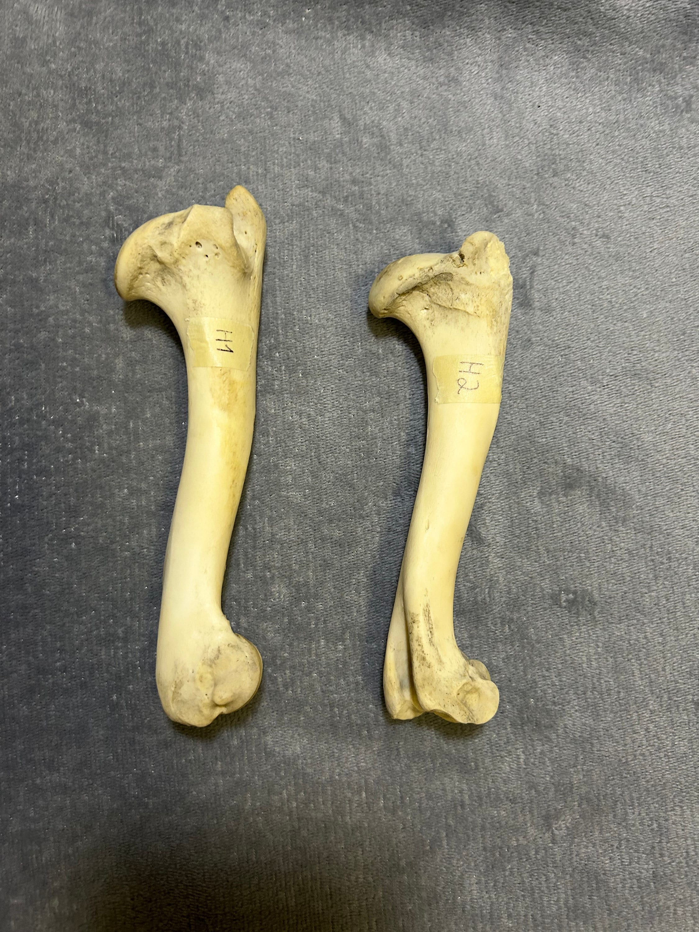 Deer Humerus