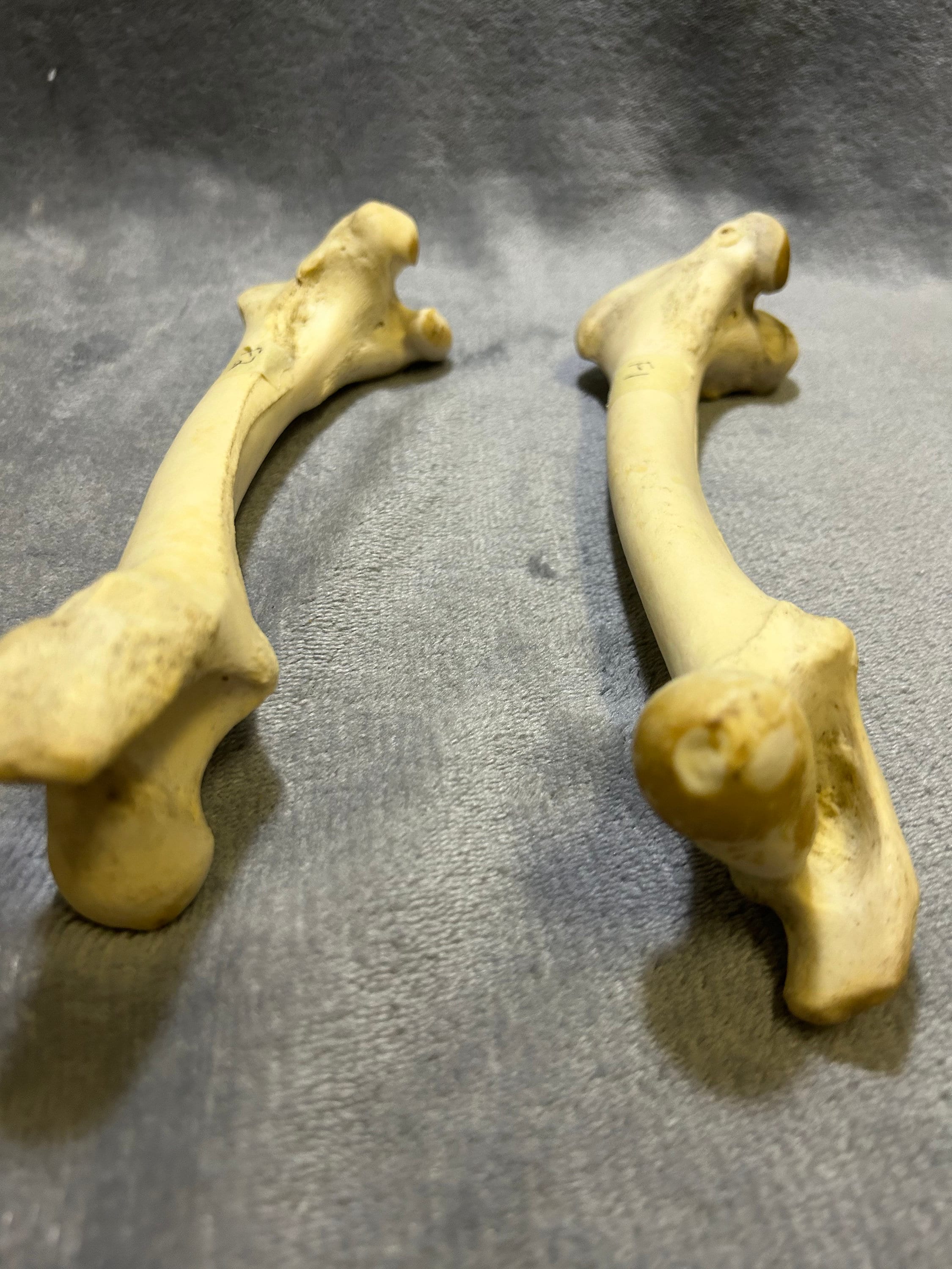 Deer Femur Vs Human Femur