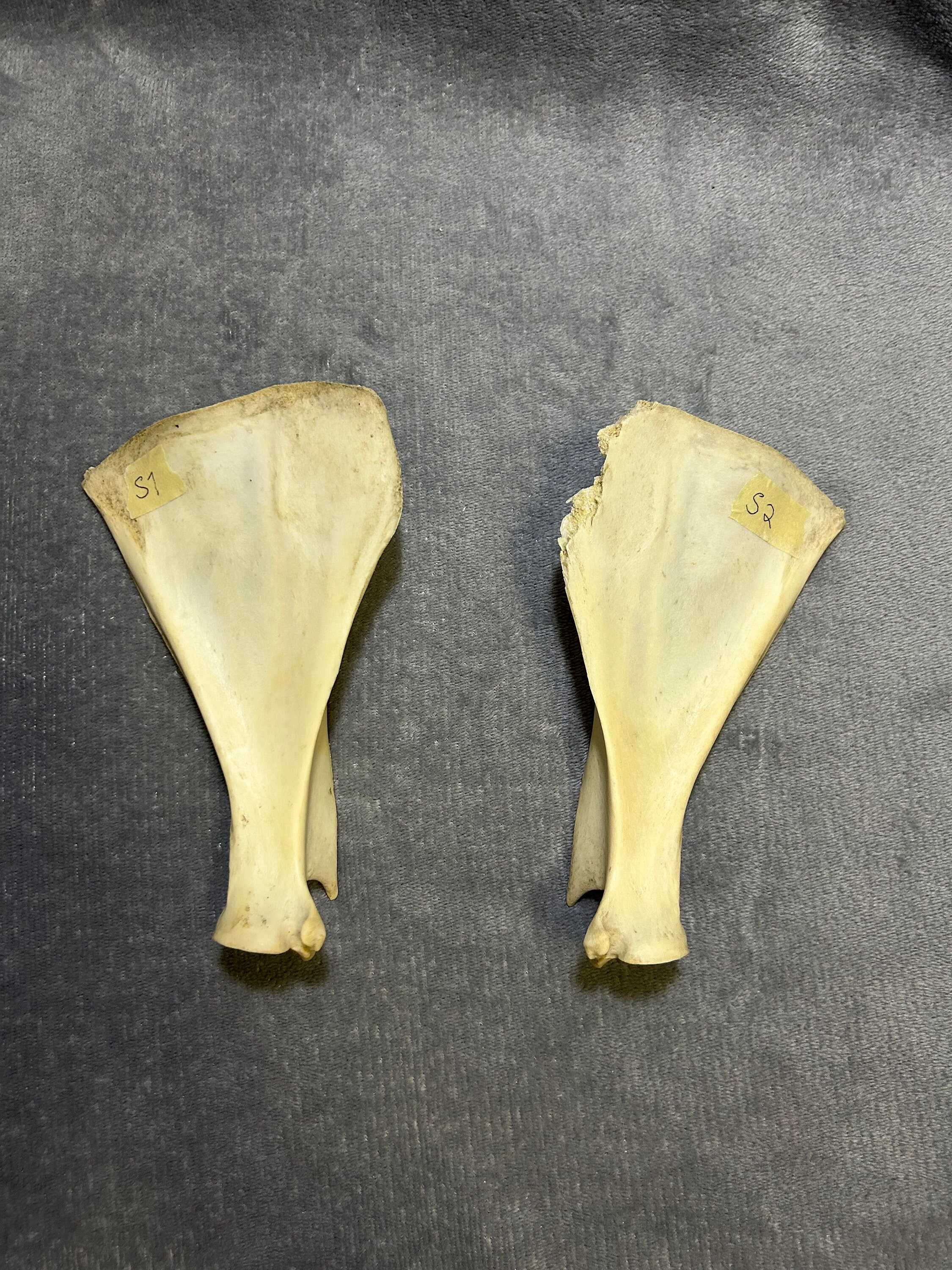 Deer Scapula